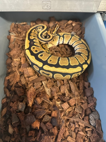 Spotnose Het Desert Ghost Het Genetic Stripe 50% Het Clown 50% Het Hypo ...