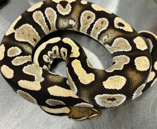 Choc DG Het Cryptic Ball Python by Valor Morphs LLC