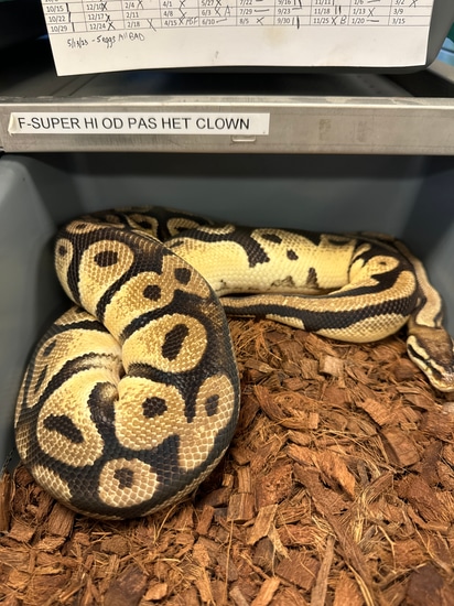 Super HiOD Pastel Het Clown Ball Python by Valor Morphs LLC