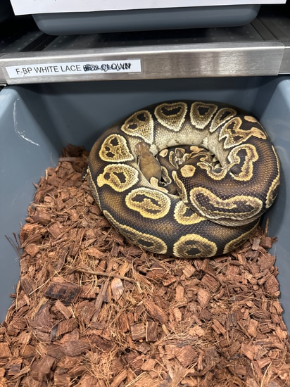 Black Pastel White Lace Ball Python by Valor Morphs LLC