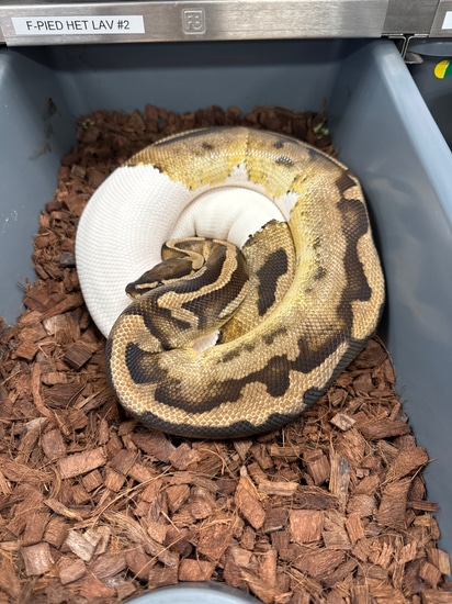 Pied Het Lav 2 Ball Python by Valor Morphs LLC