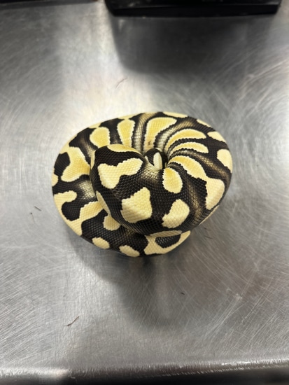 Pastel Choc DG Cryptic Ball Python by Valor Morphs LLC