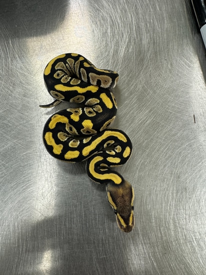 Chocolate Desert Ghost 50% Het Cryptic 50% Het Hypo Ball Python by Valor Morphs LLC
