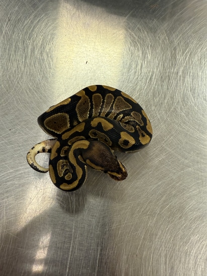 Chocolate Het Desert Ghost Het Hypo 50% Het Cryptic Ball Python by ...