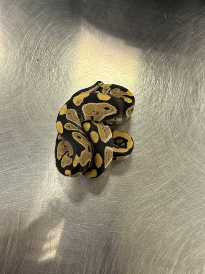 Chocolate Desert Ghost Het Hypo 50% Het Cryptic Ball Python by Valor ...