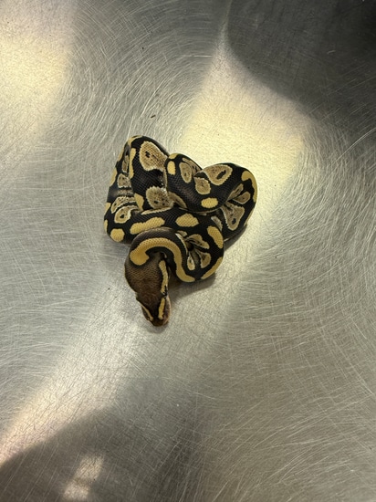 Chocolate Desert Ghost Het Hypo 50% Het Cryptic Ball Python by Valor ...
