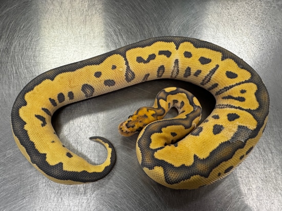 DG Hypo Clown Ball Python by Valor Morphs LLC