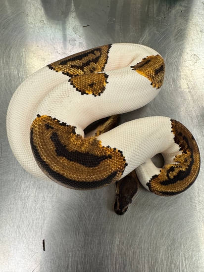 Asphalt Pied Ball Python by Valor Morphs LLC