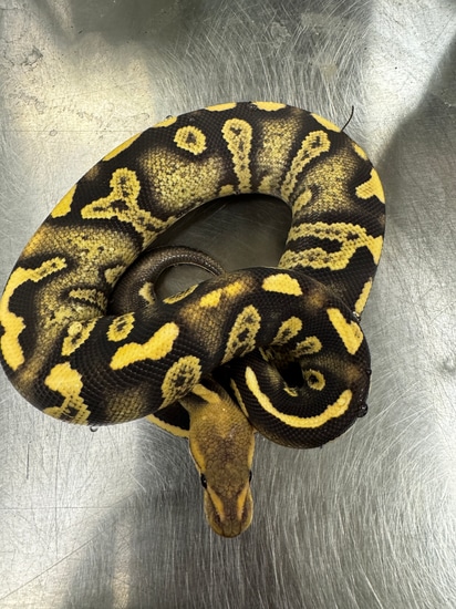 Super Chocolate Desert Ghost Het Hypo Ball Python by Valor Morphs LLC