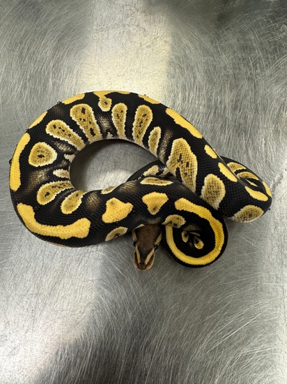 Chocolate Desert Ghost 50% Het Cryptic 50% Het Hypo Ball Python by Valor Morphs LLC