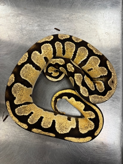 RTB OD Fire Chocolate Het DG PH Cryptic Ball Python by Valor Morphs LLC