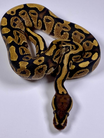 Grim Ph Clown Ball Python by West Coast Pythons