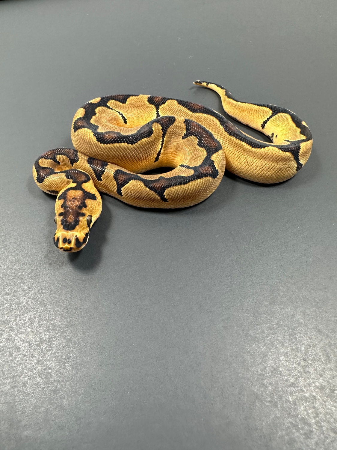Enchi Clown Ball Python by West Coast Pythons - MorphMarket