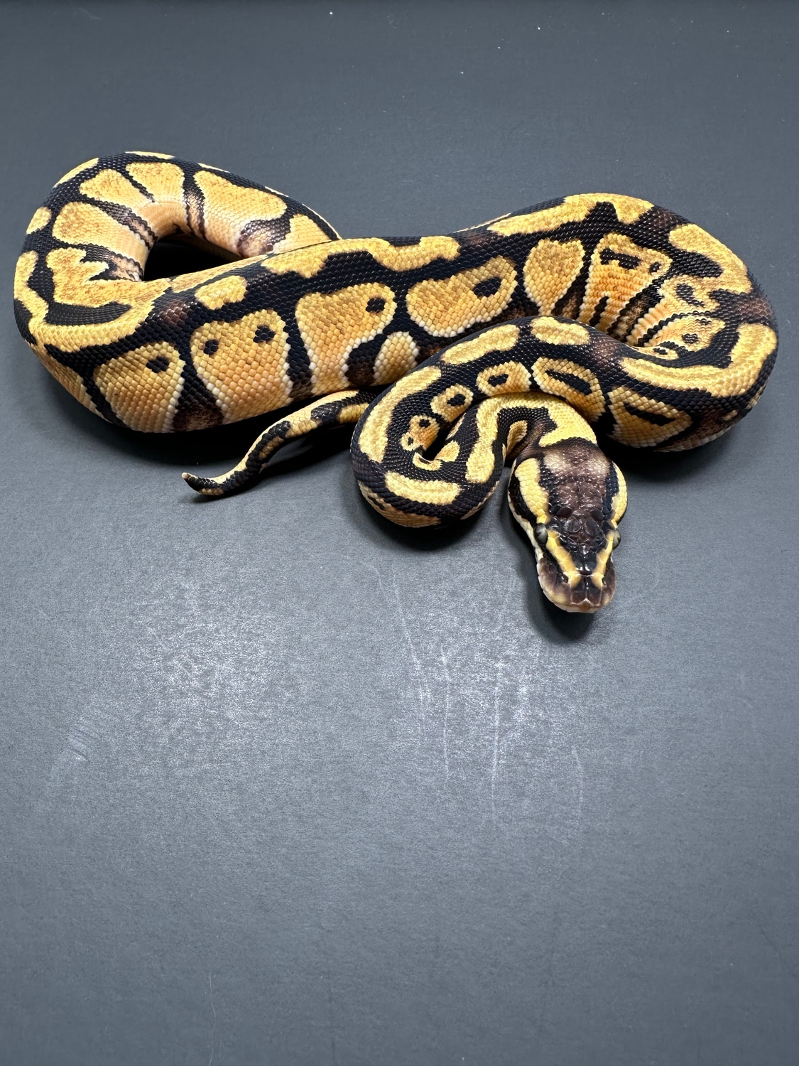Pastel YB Pos OD Ph Clown Ball Python by West Coast Pythons - MorphMarket