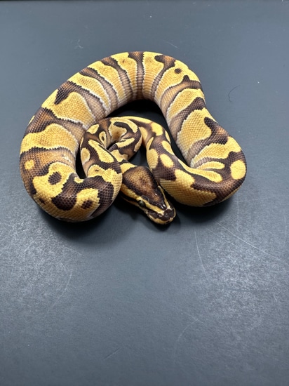 Enchi Fire OD YB Ph Clown Ball Python by West Coast Pythons