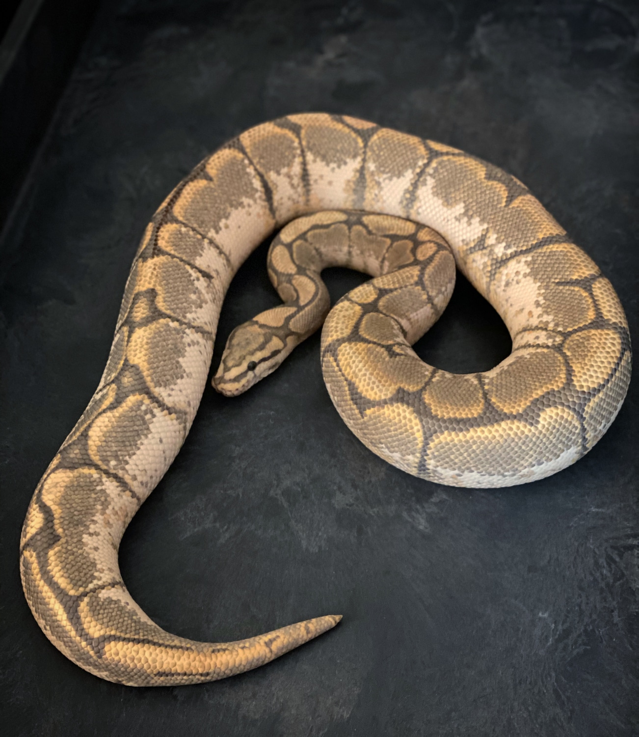 Hypo Calico Spider Ball Python by West Coast Royals - MorphMarket