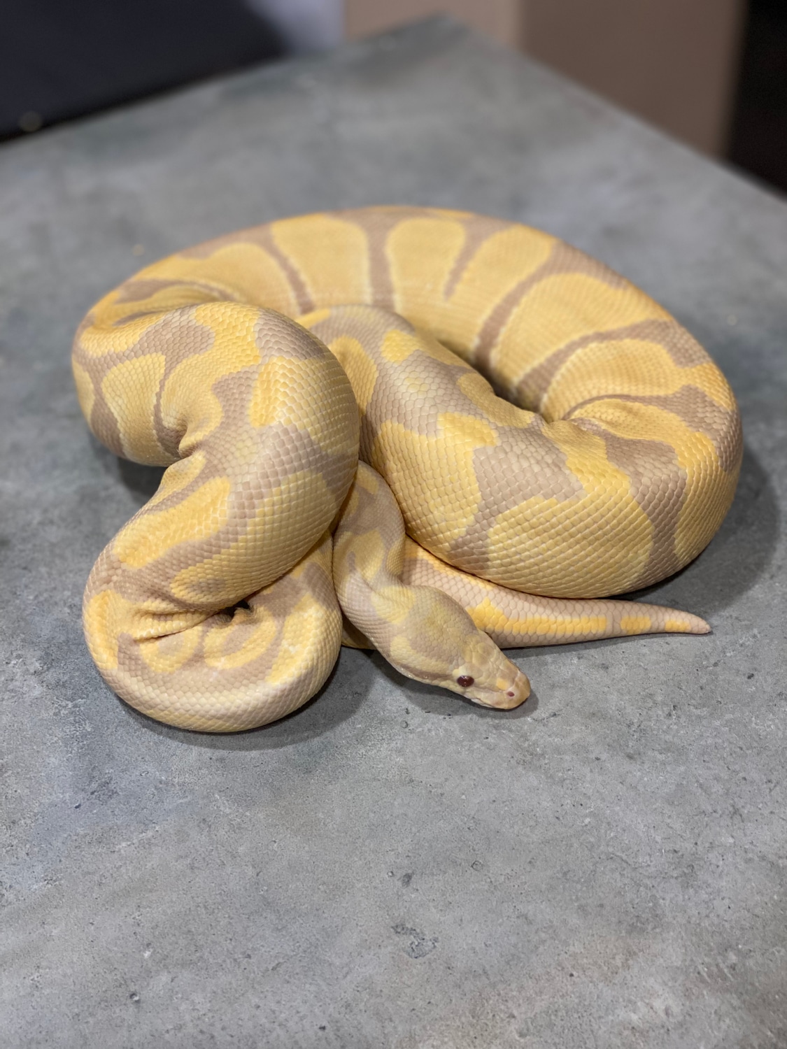 Candino Ball Python by West Coast Royals - MorphMarket