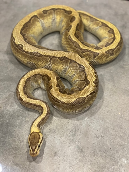 Enchi Kingpin Ball Python by West Coast Royals