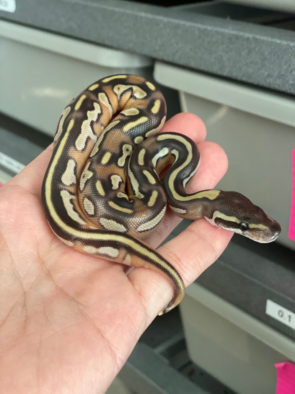Blackhead Enchi Mojave Het Piebald Ball Python by West Coast Royals ...