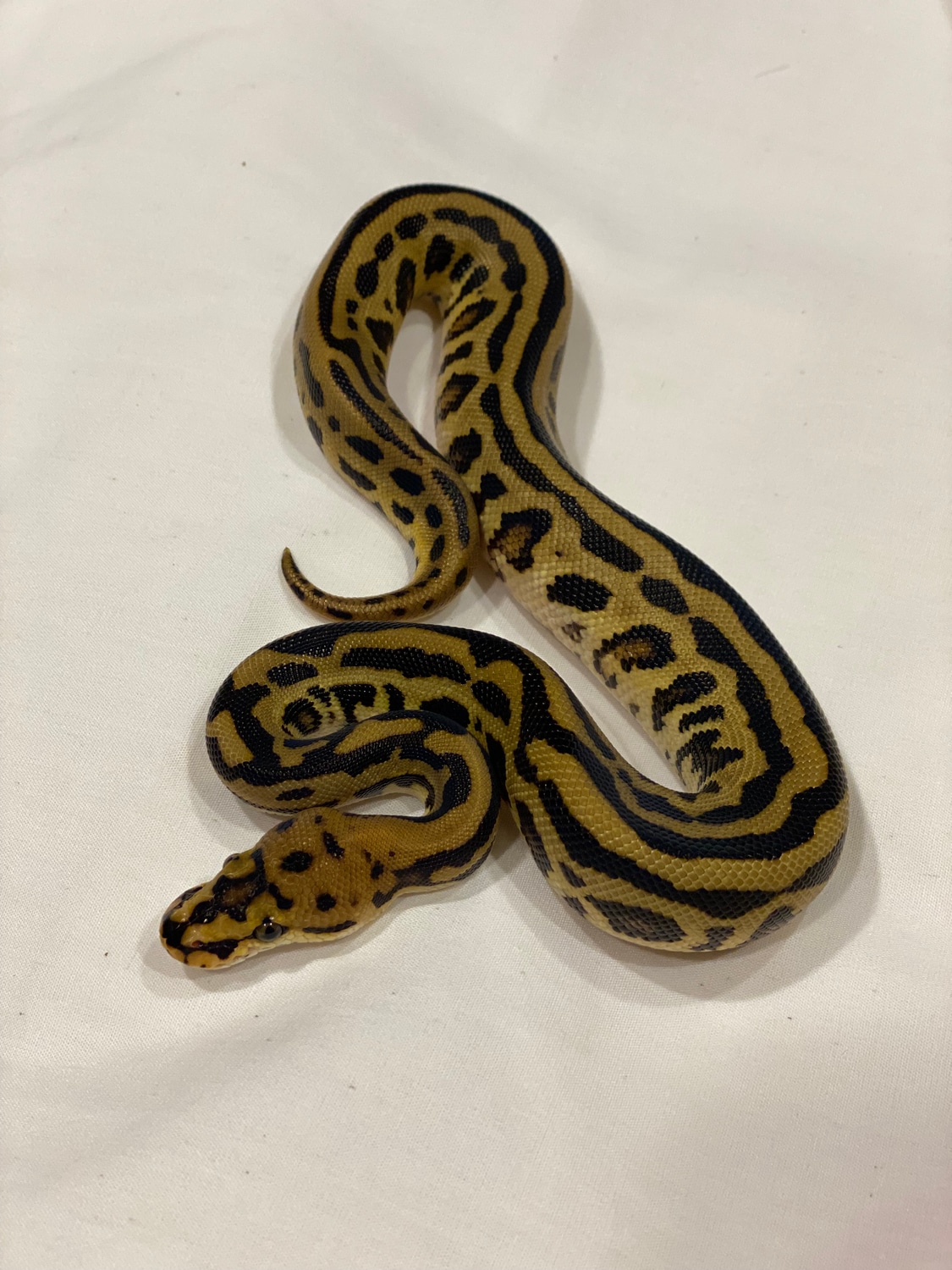 Cypress Fire Leopard Spotnose Het Clown Ball Python by West Coast ...