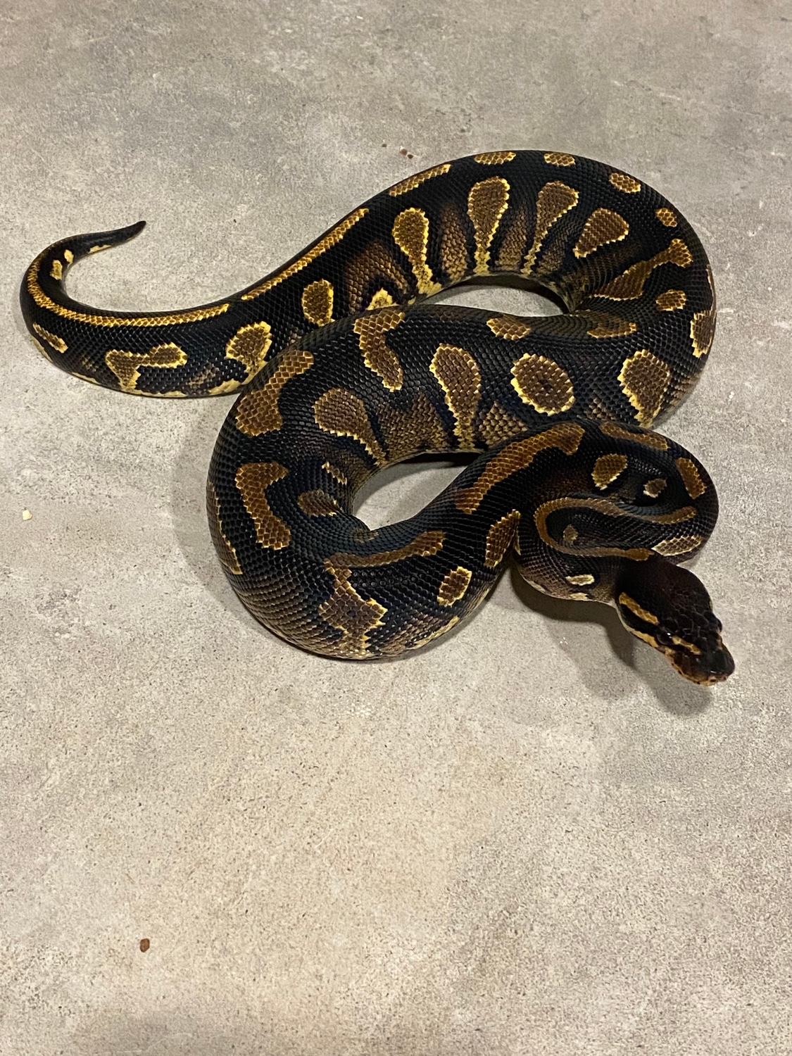 Blackhead Yellowbelly Het Pied Ball Python by West Coast Royals ...