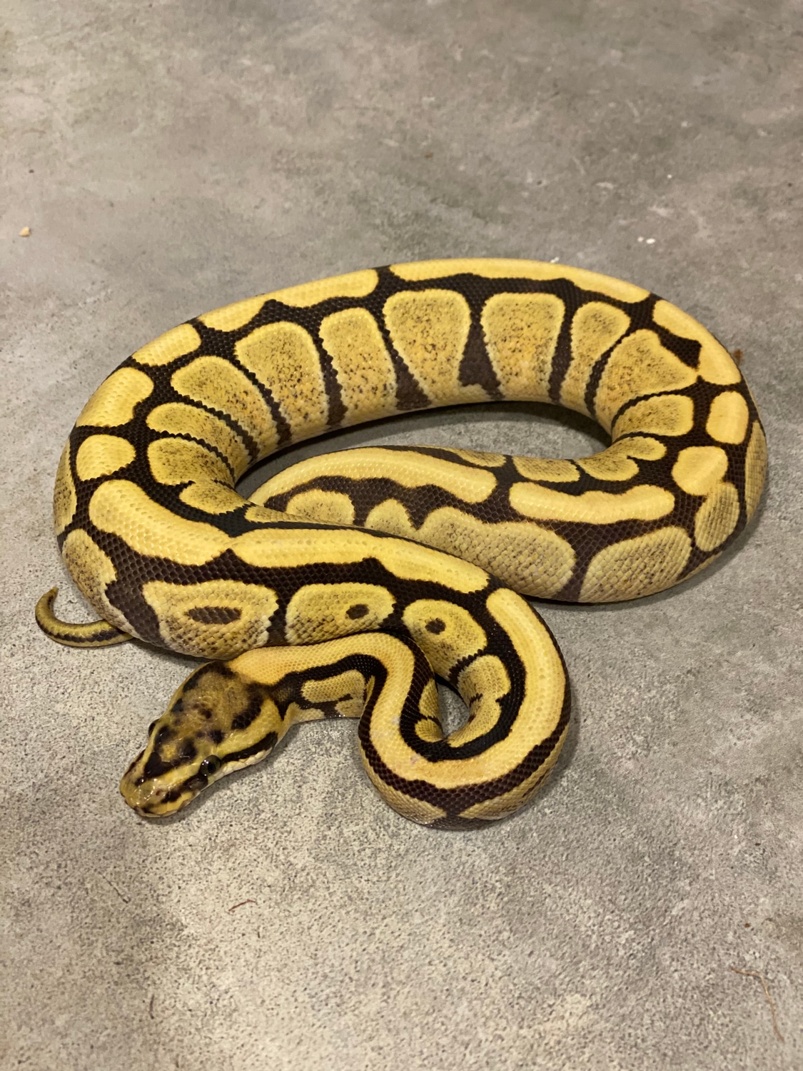 Enchi Spotnose Desert Ghost Ball Python by West Coast Royals - MorphMarket