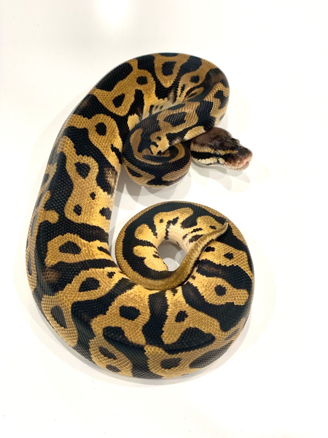 Pastel Leopard Het Desert Ghost Ball Python by West Coast Royals ...