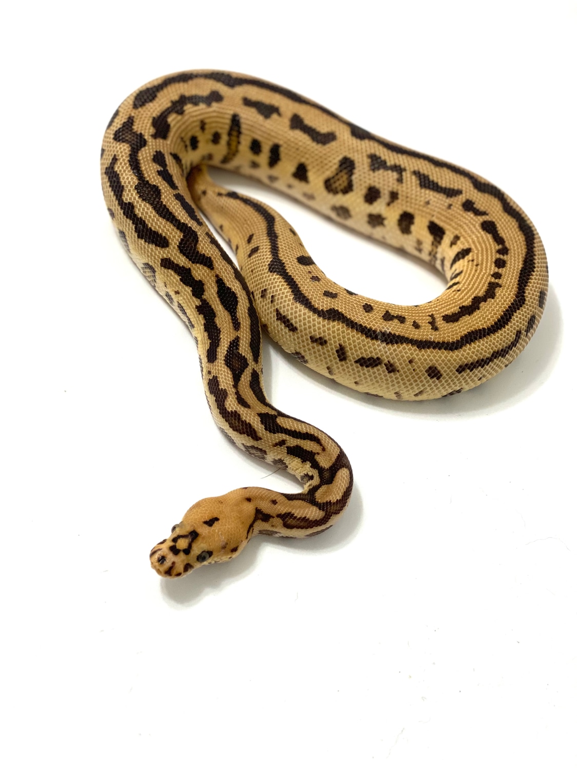 Fire Batman Ball Python by West Coast Royals - MorphMarket