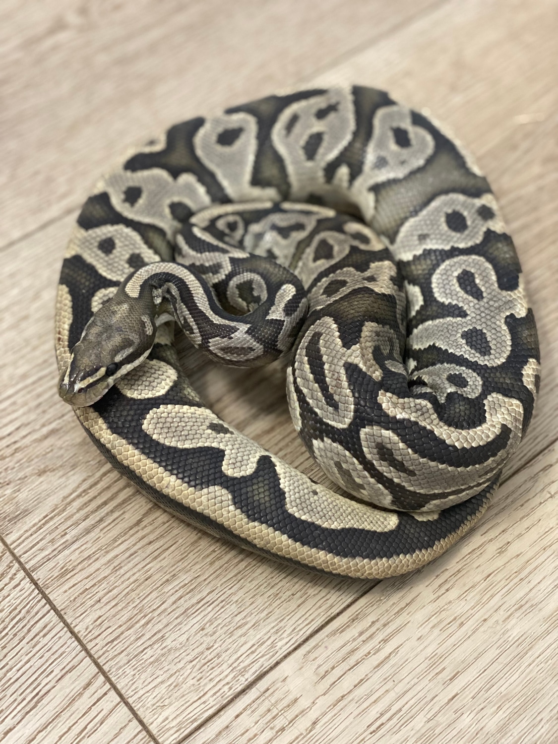 PROVEN Hypo Leopard Fire Het Pied Ball Python by West Coast Royals ...