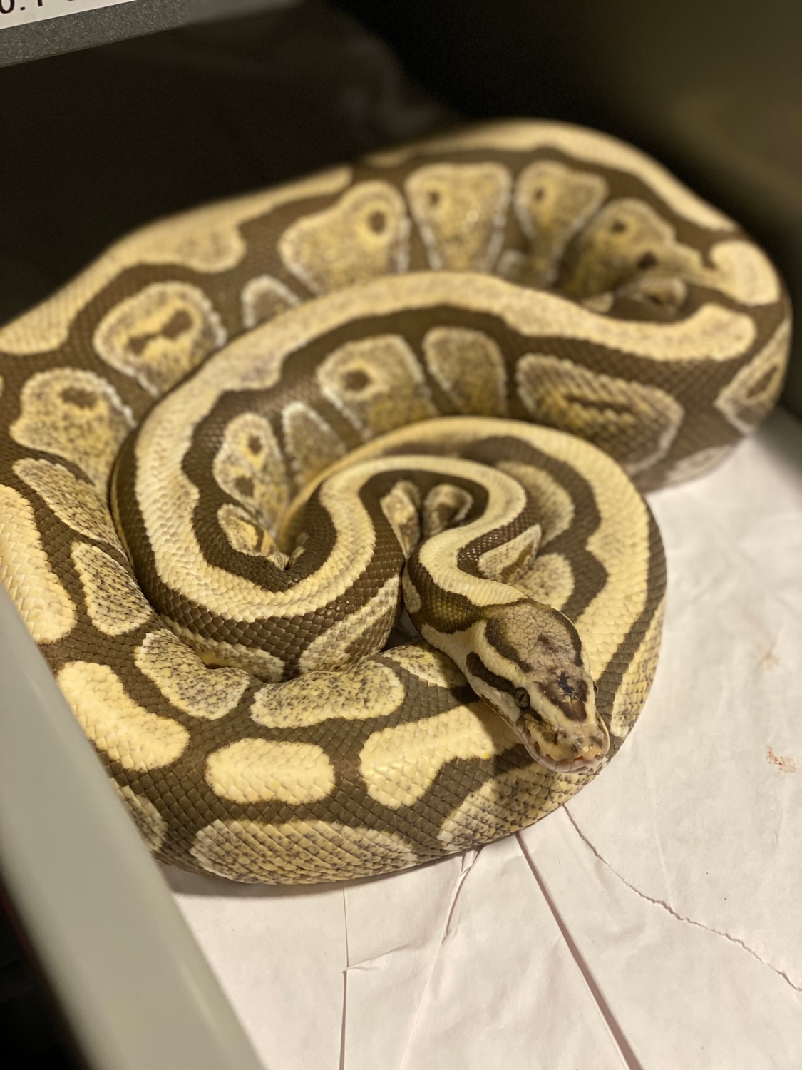 Proven Enchi Spotnose Desert Ghost Ball Python by West Coast Royals ...