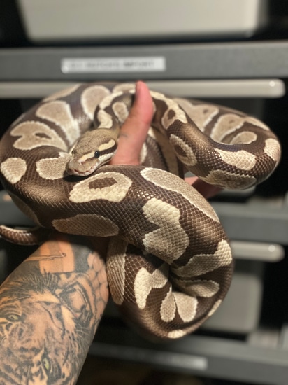 PROVEN Chocolate Desert Ghost Ball Python by West Coast Royals