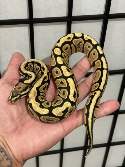 Spotnose Desert Ghost Ball Python by West Coast Royals