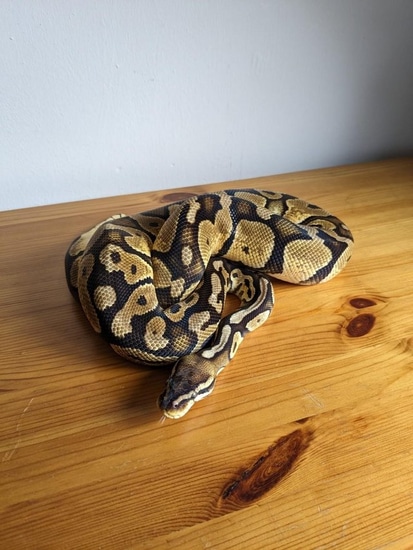 Pastel Orange Dream Poss Het Clown Ball Python by West Country Reptiles