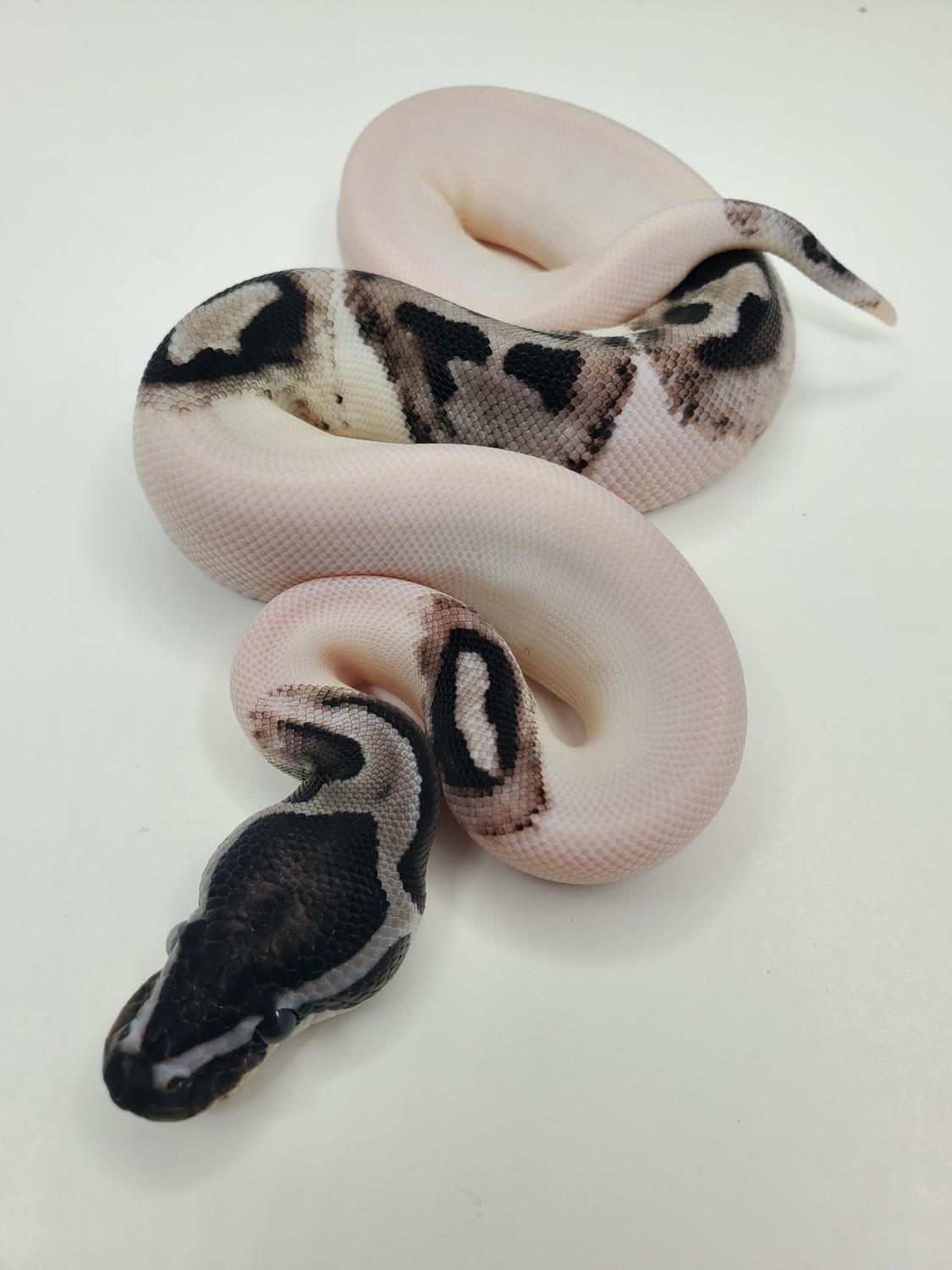 Lightning Pied Ball Python by West End Constrictors - MorphMarket