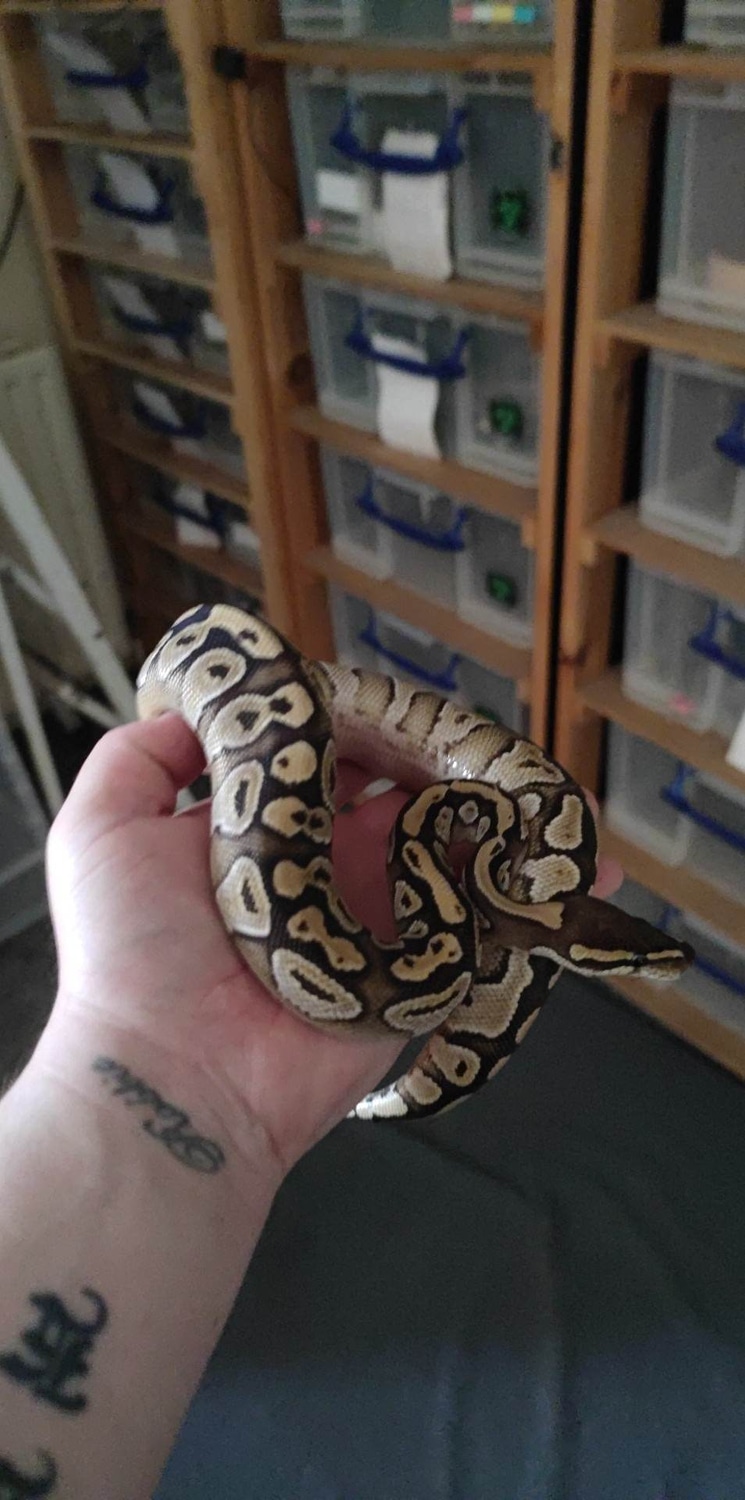 Mojave Ball Python by Westhullpythons - MorphMarket