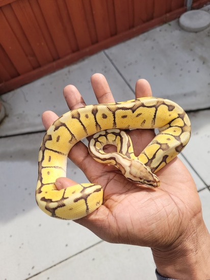 Bumblebee Ball Python by Westisbest Reptiles LLC