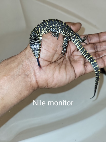 Nile Monitors by Westisbest Reptiles LLC