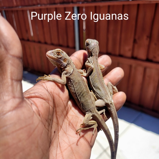 Purple Zero Green Iguana by Westisbest Reptiles LLC