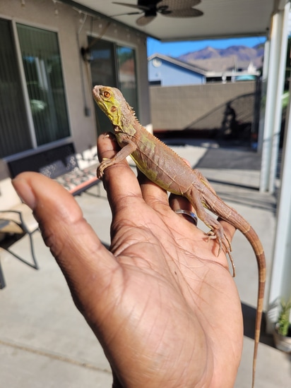 Orange Zero Green Iguana by Westisbest Reptiles LLC