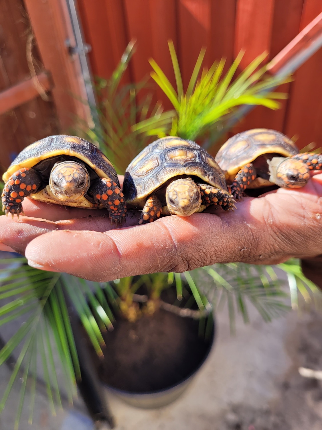 Redfoot Tortoises Red-Footed Tortoise by Westisbest Reptiles LLC ...