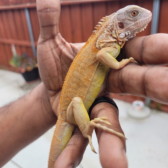 Translucent Iguana Green Iguana by Westisbest Reptiles LLC
