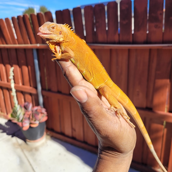 Orange Zero Iguana Green Iguana by Westisbest Reptiles LLC