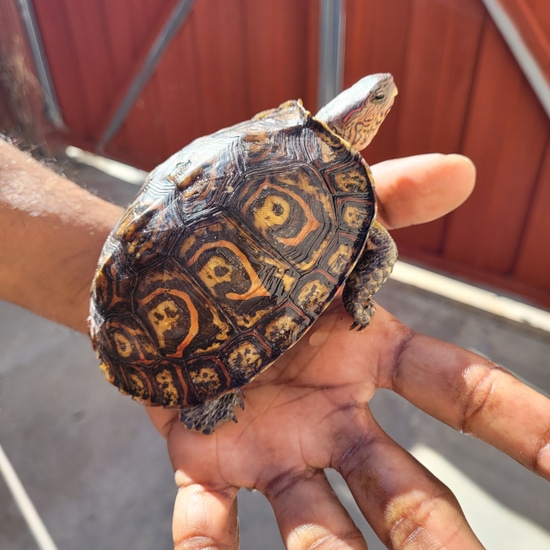 Ornate Wood Turtle by Westisbest Reptiles LLC
