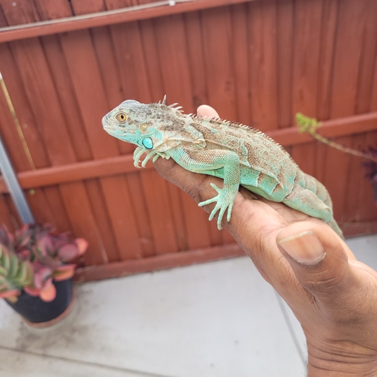 Blue Iguana Green Iguana by Westisbest Reptiles LLC