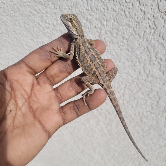 Red Breaded Dragon Central Bearded Dragon by Westisbest Reptiles LLC