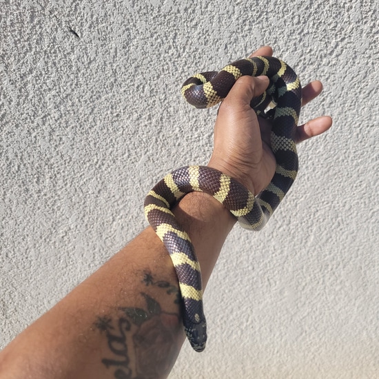 B&W Bandit King Snake California Kingsnake by Westisbest Reptiles LLC