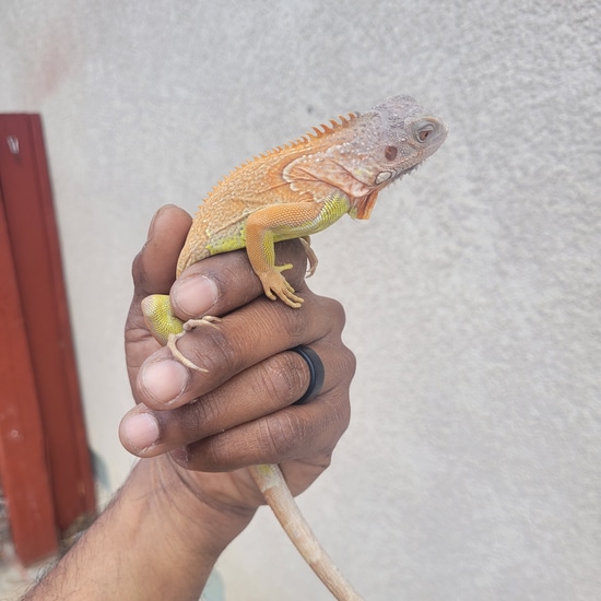 Translucent Iguana Green Iguana by Westisbest Reptiles LLC