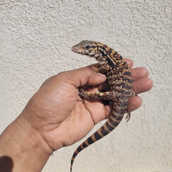 Red Tegus Argentine Tegus by Westisbest Reptiles LLC