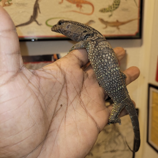 Black Roughneck Monitor Other Monitor by Westisbest Reptiles LLC