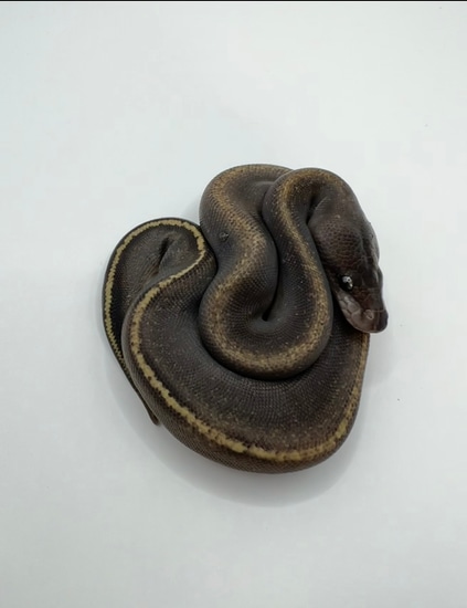 Super Mahogany HRA Lesser Ball Python by Caldwell Scales